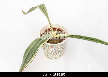 Sansevieria Trifasciata Bantels Sensation snake plant on isolated white ...