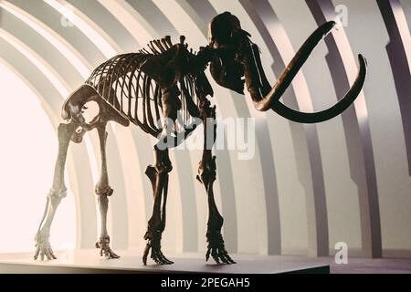 Scan of a complete woolly mammoth skeleton, specimen from the ...