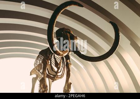 Scan of a complete woolly mammoth skeleton, specimen from the ...