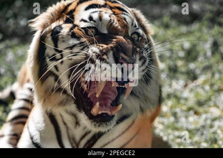 Big bengal tiger growls angry zoo Stock Photo - Alamy