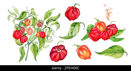 Composition of habanero red pepper watercolor illustration isolated on ...