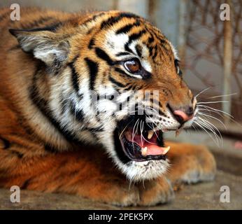 A South China tiger cub is seen at a breeding base in Luoyang Wangcheng ...