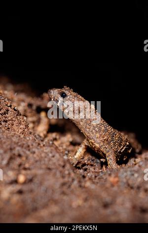 Prickly Forest Skink (Gnypetoscincus queenslandiae) Wooroonooran ...