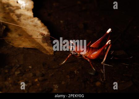 White-kneed King Cricket (Penalva flavocalceata) Wooroonooran National ...