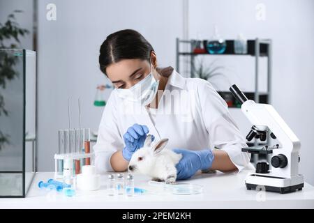 Scientist working with rabbit in chemical laboratory. Animal testing ...