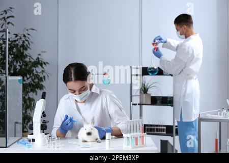 Scientist with syringe and rabbit in chemical laboratory. Animal ...