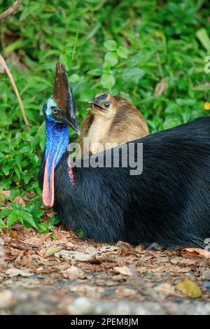 Southern Cassowary (Casuarius casuarius) Etty Bay, Queensland ...