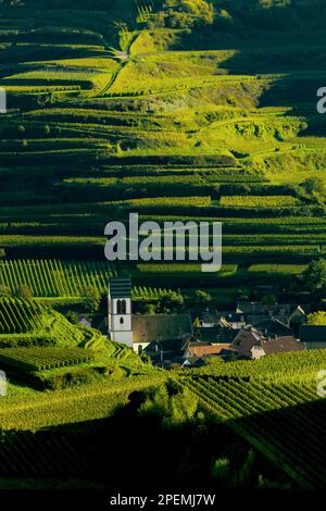 Church in the vineyards, Oberbergen, Kaiserstuhl, Baden-Wuerttemberg ...