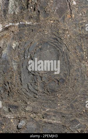 "Basalt rose", example of spheroidal weathering of diabase rock. Rock ...