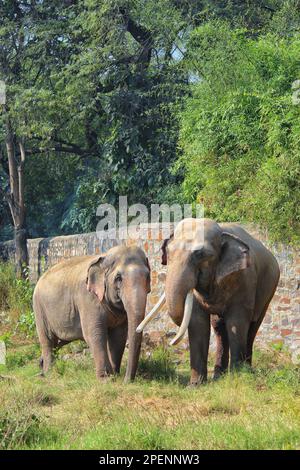 Two Asian wild elephant partners affectionately playing with their ...