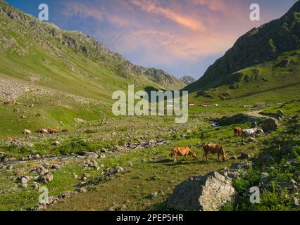 Highland cows with a Kackar mountains in the background. Rize highlands ...