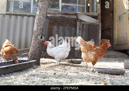 Selective focus of a hen on the ground. Hen on the ground staring at ...