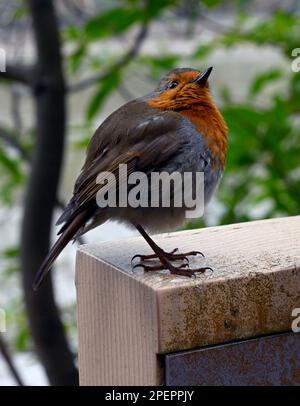A european robin bird (known as Erithacus rubecula, robin or robin ...