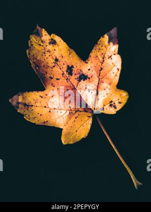 decaying maple leaf on the black background Stock Photo - Alamy