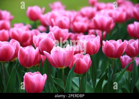 amazing view of blooming colorful Tulip flowers,close-up of beautiful ...