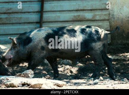 Swine husbandry. Ukrainian steppe pock-marked breed of pigs. Based on ...