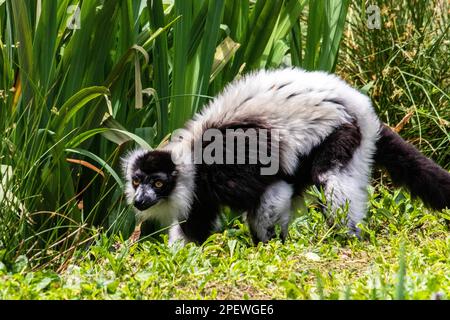 Maki vari black and white Stock Photo - Alamy