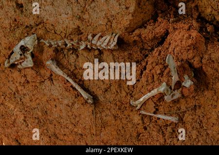 Fossils of millions of years old animals That were unearthed on the ...