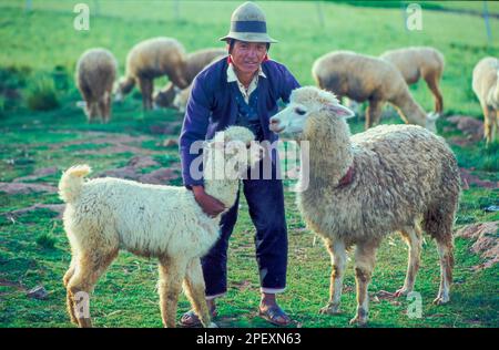 Lamas herd in Bolivia Stock Photo - Alamy