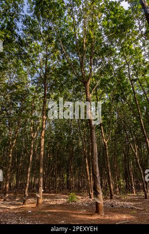 Rubber tree plantation. Rowes of rubber trees in tropical woodland ...