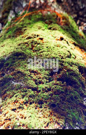 Young plant trees found on nature background Stock Photo - Alamy