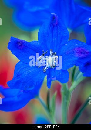 Claoe up of blue Siberian Larkspur (Delphinium) also know as Chinese ...