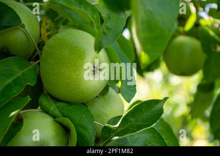 Green apples among juicy leaves on a tree in an orchard, ready for ...