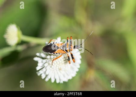 Assassin Bug (Apiomerus pictipes) feeding on a flower at Roberto ...