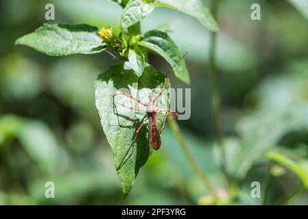Assassin Bug of the sub-family Harpactorinae from Chiapas State. The 4 ...