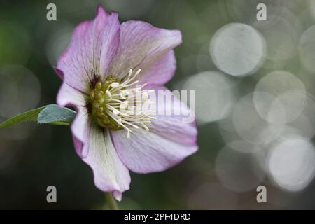 Eastern hellebore or Lenten rose, Helleborus orientalis. Handcoloured ...