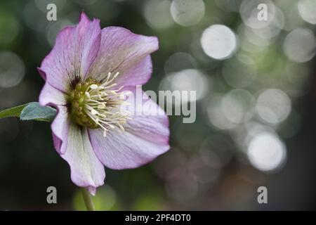 Eastern hellebore or Lenten rose, Helleborus orientalis. Handcoloured ...
