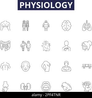 Metabolism line vector icons and signs. Substrate, Respiration, Enzymes ...
