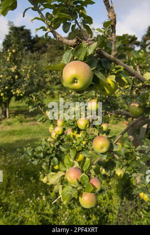 Cultivated Apple (Malus domestica) 'Howgate Wonder', close-up of fruit ...
