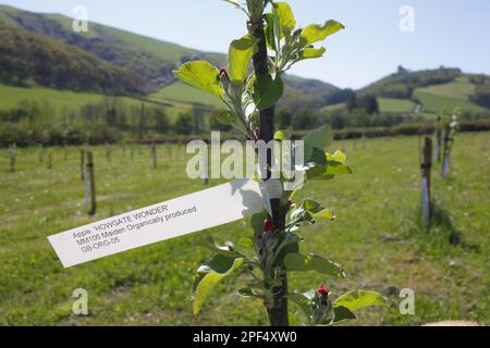 Label on a newly planted maiden apple tree in an Organic orchard ...