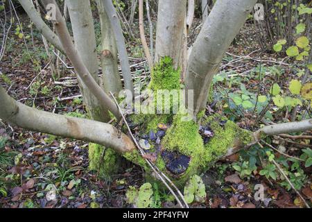Common Ash Fraxinus excelsior coppiced stool moss coppice woodland ...