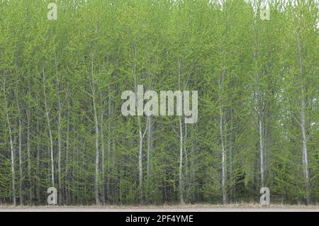 Swedish Aspen trees Populus tremula erecta and blue sky with clouds in ...