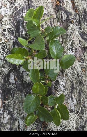 Lenga leaves in Tierra del Fuego National Park, Argentina Stock Photo ...