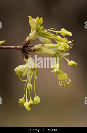 Montpellier maple, French maple (Acer monspessulanum), tree at a wall ...