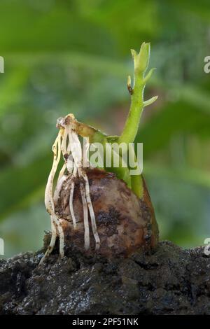 Chempedak (Artocarpus integrifolia) germinating seed with sprouting ...