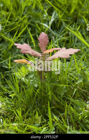 Common Oak, Quercus robur, self-seeded seedling, germinating in ...
