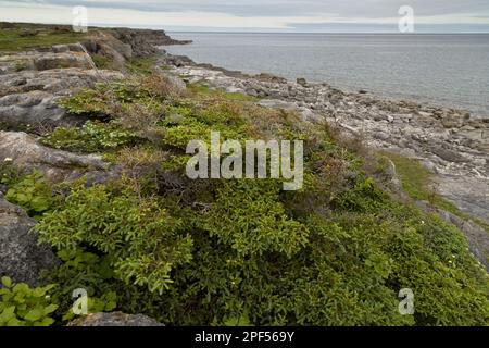 White Spruce (Picea glauca) dwarfed woody habit, known as 'Tuckamore ...