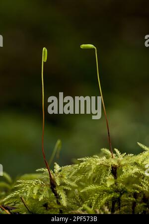 Umbrella moss (Leucolepis acanthoneuron) with spore capsules ...