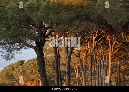 Mediterranean coastal pine (Pinus sp.) forest habitat in the evening ...