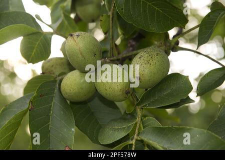 Walnuts in fruit on trees, Sainte-Foy-la-Grande, Gironde, France Stock ...