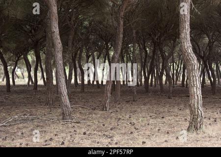 Mediterranean stone pine forest on the coast of Punta Ala, Tuscany ...