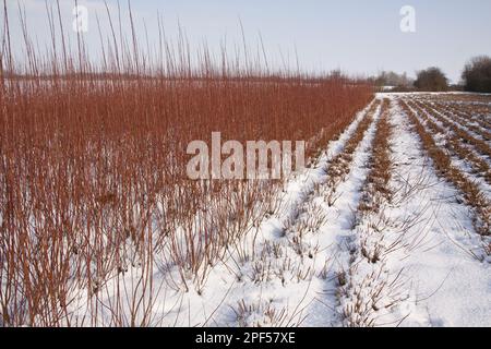 Cut and uncut willow grown for fencing and basket weaving with snow ...