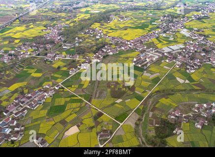 Aerial photo shows the blooming rapeseed flowers in Jiulongshan Village ...
