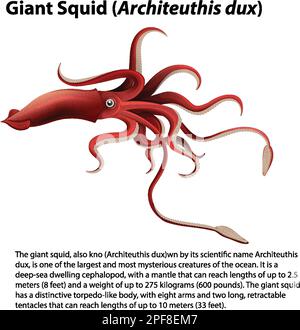Giant Squid (Architeuthis dux) Vector illustration Stock Vector Image ...