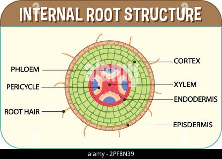 Internal structure of root diagram illustration Stock Vector Image ...