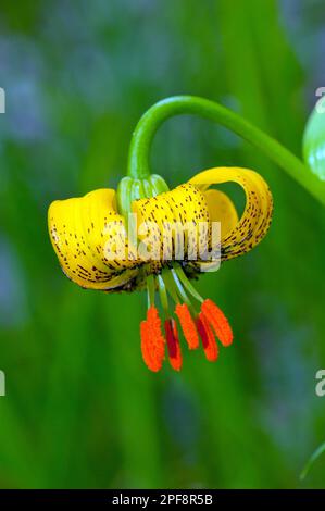 A Wild Lily Flower blooming on the Wall and surround blurry green ...